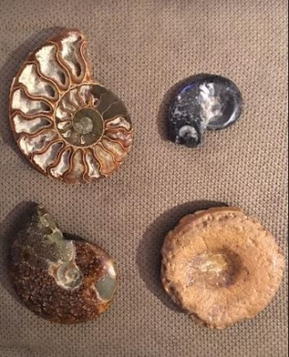 Robin's Great Coloring Pages: Volgatitan . . . Ammonites . . . and ...