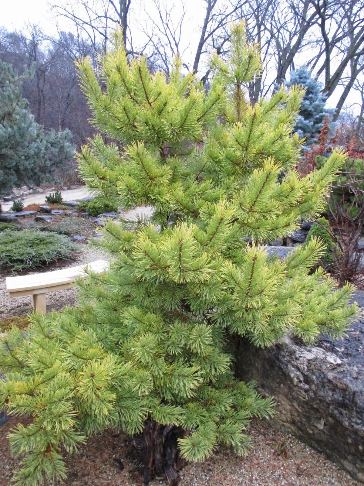 Golden Conifers in Winter - Rotary Botanical Gardens
