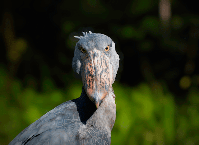 Shoebill | The Life of Animals