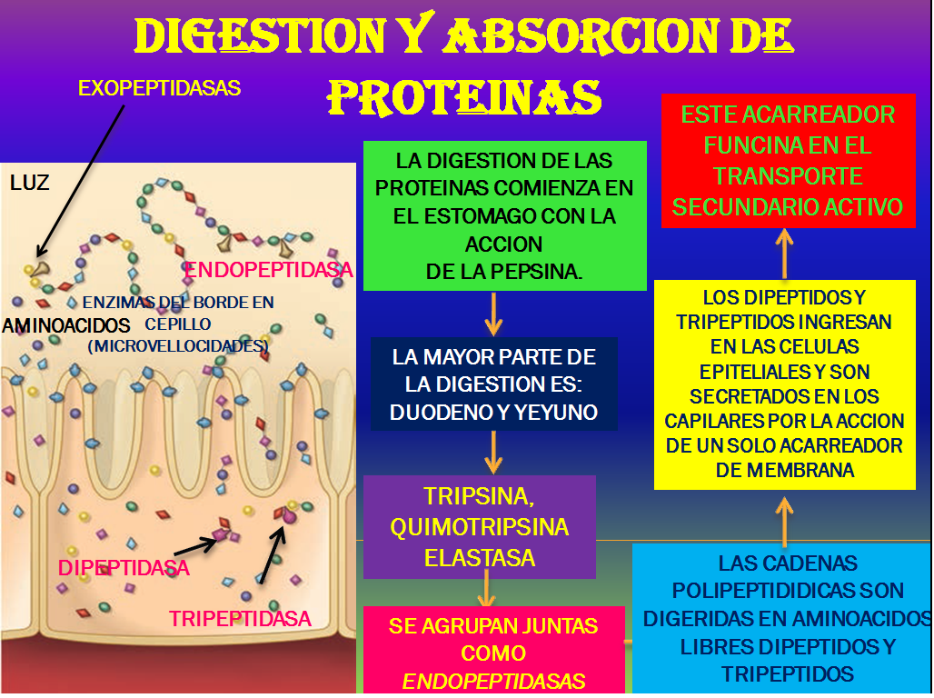 Fisiologia Digestion De Proteinas Carbohidratos Y Lipidos