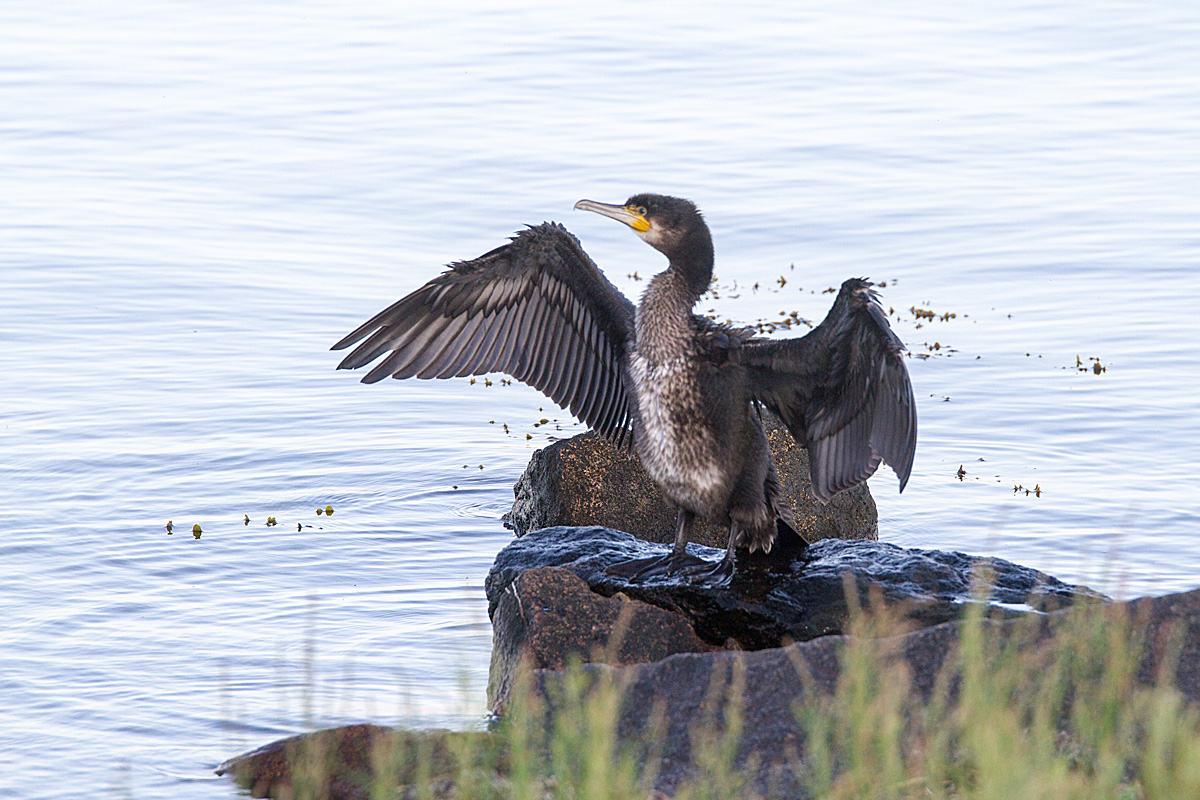 Fra Limfjordens bredder...: Skarv