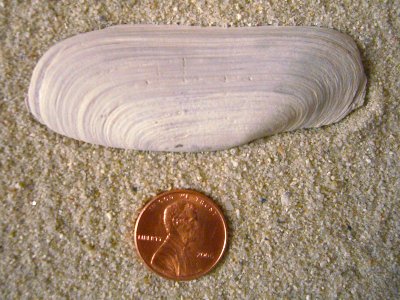 From a Beggar's Bowl: Identifying Shells