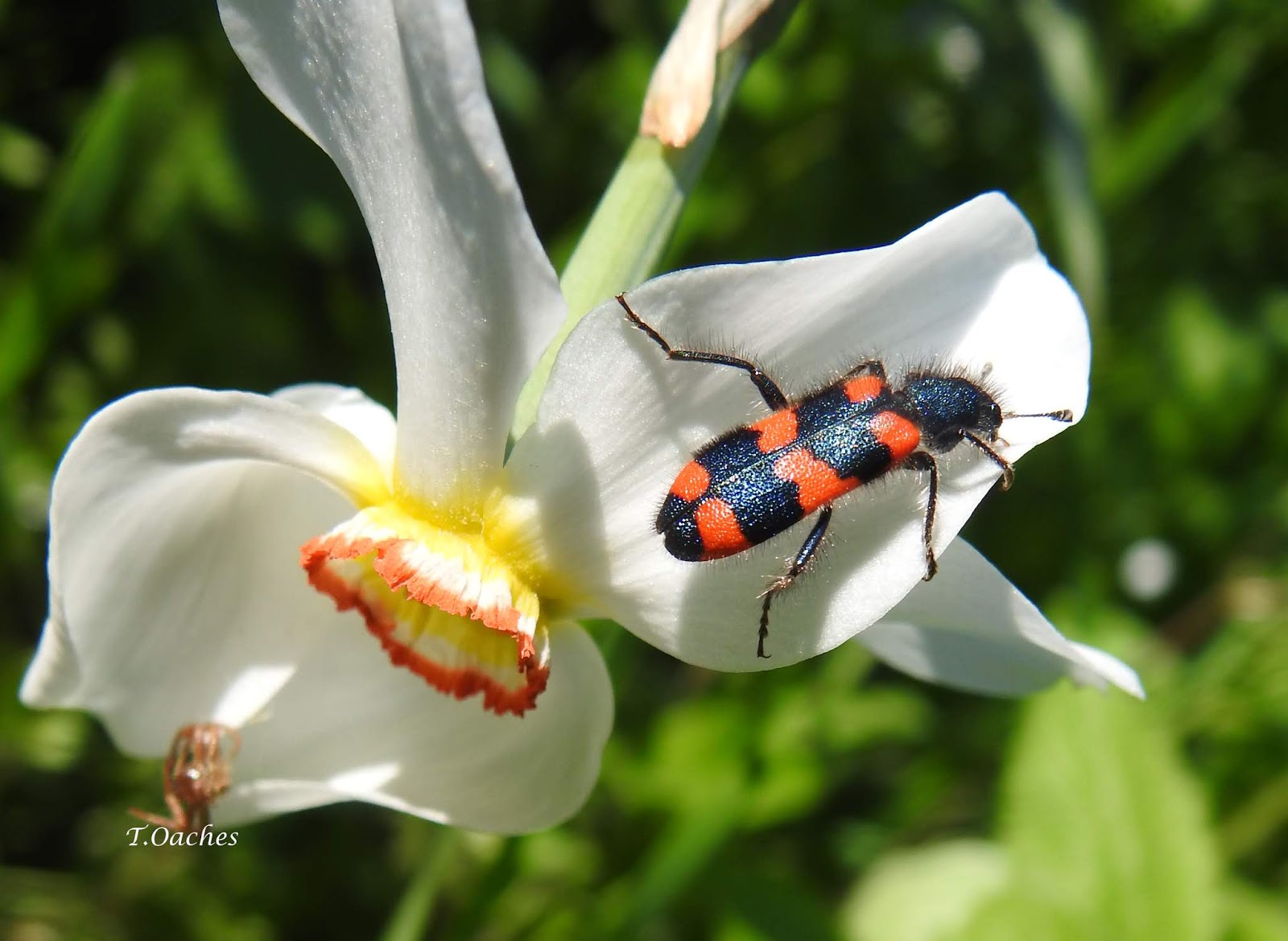 PASARI DIN ROMANIA: INSECTE (1 bis) - continuare