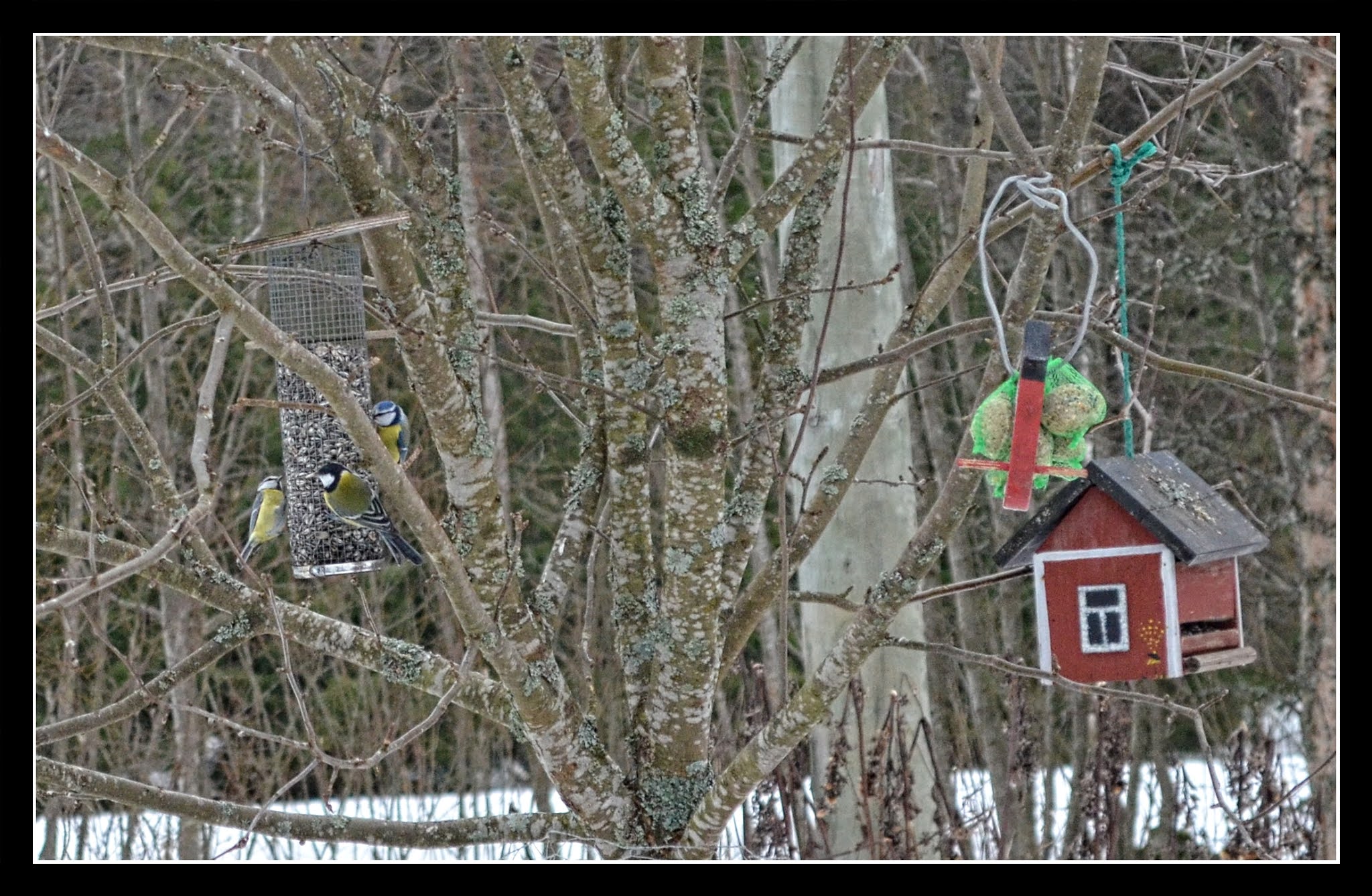 Perennapuutarhurin blogi: Pikkulinnut puutarhurin apuna, syövät ...