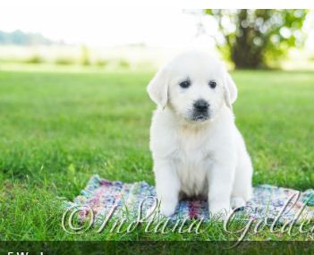 Indiana Goldens: Different Varieties of English Cream Golden Retriever ...