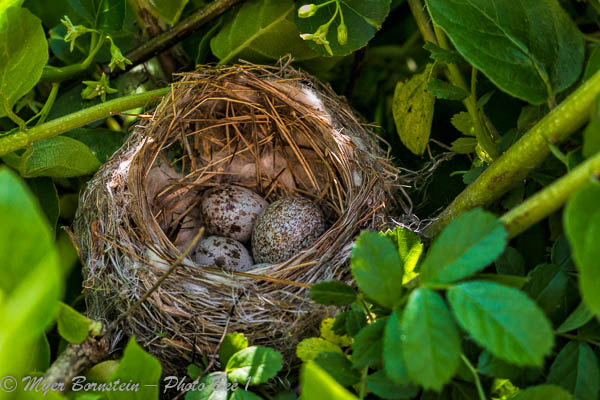 Yellow Warbler Nest