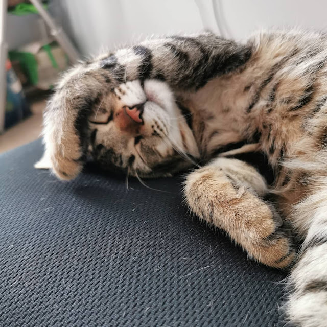 65 Cutest kittens ready to rock