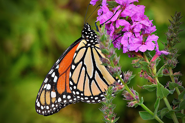 Den'sphotogallery: Monarch, the butterfly with gravitas!