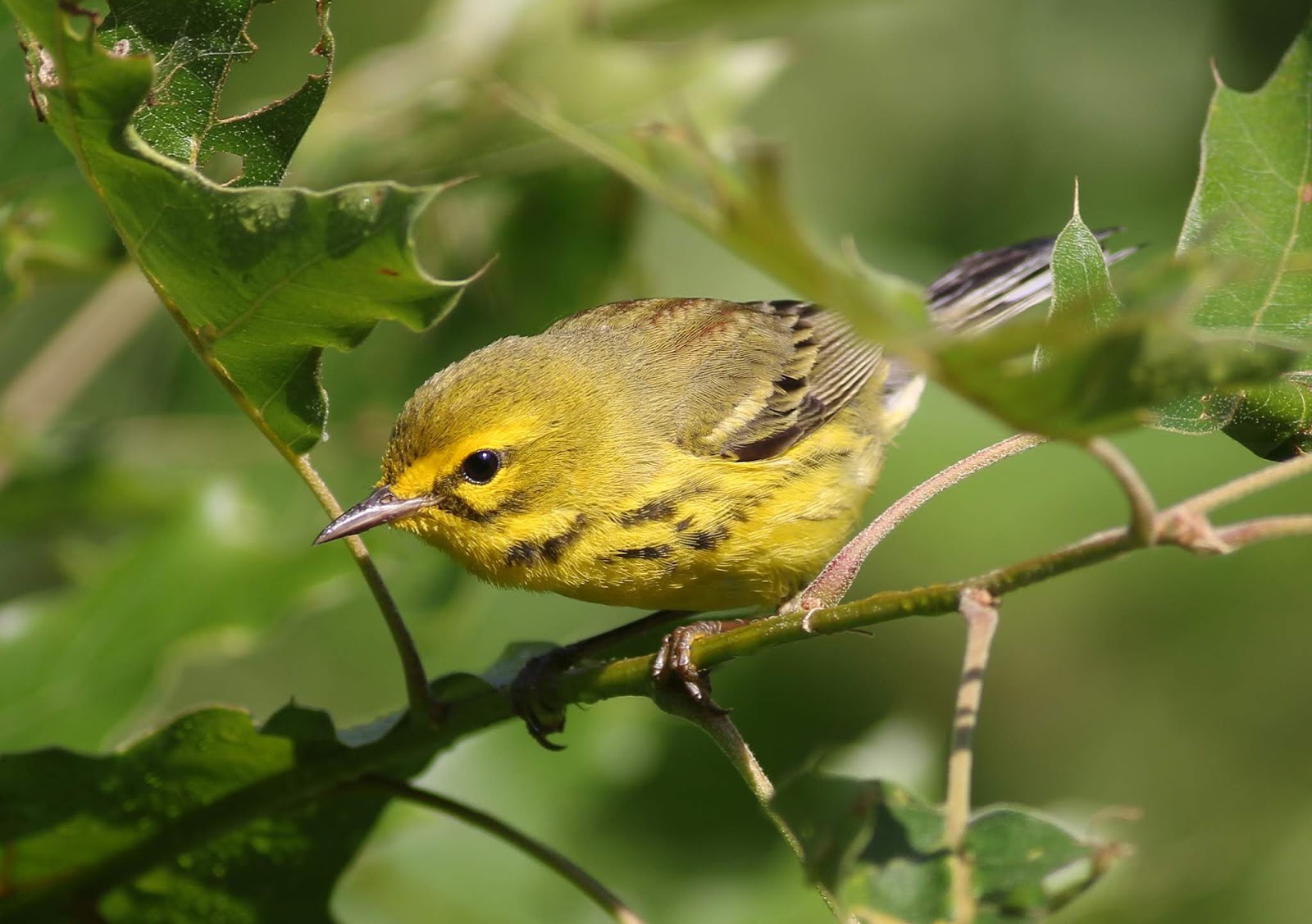 Mark James Pearson: Bird of the Week #8 - Prairie Warbler