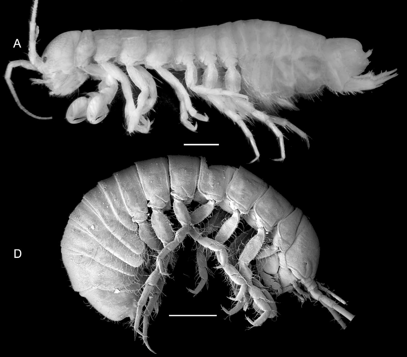 Sciency Thoughts: Two new species of freshwater Isopod Crustaceans from ...
