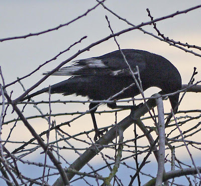 CABINET OF CURIOSITIES: Mutant Crows