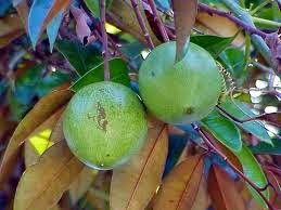 ARBOLES SALVADOREÑOS: CAIMITO