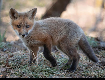 Cameron County PA News