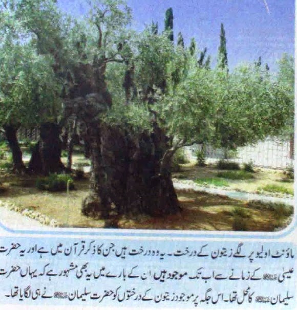 Islam Miracles: The Tree of Zaitoon