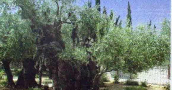 Islam Miracles: The Tree of Zaitoon