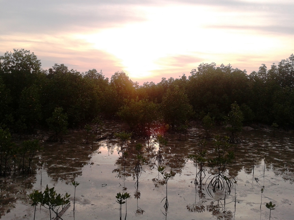 Tracking Mangrove Karimunjawa: Keindahan ditengah-tengah kesunyian alam ...