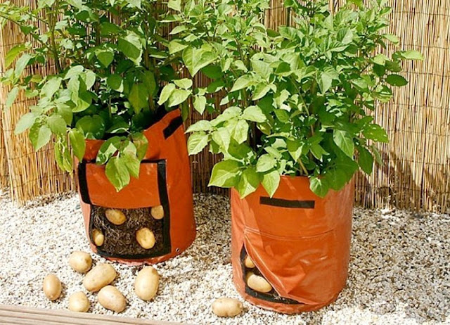 Akak Tak Perlu Beli Kentang Lagi! Begini Cara Tanam Kentang Dalam Guni ...