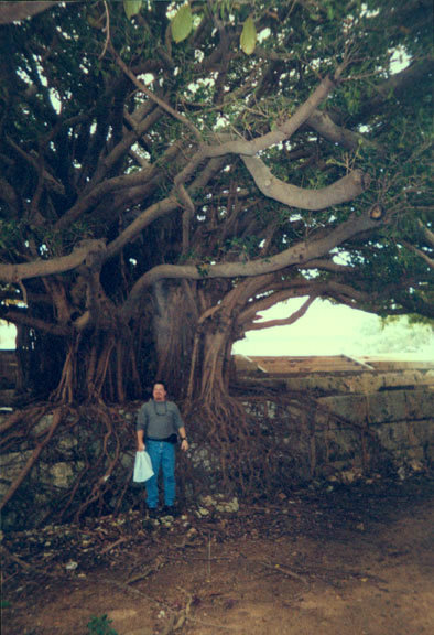 Arbor Veritas -(Tree Truth): January 2013