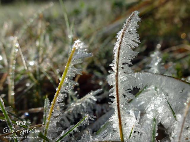 Frost Feathers 10 Photos + Video - ArtByJudieAnn