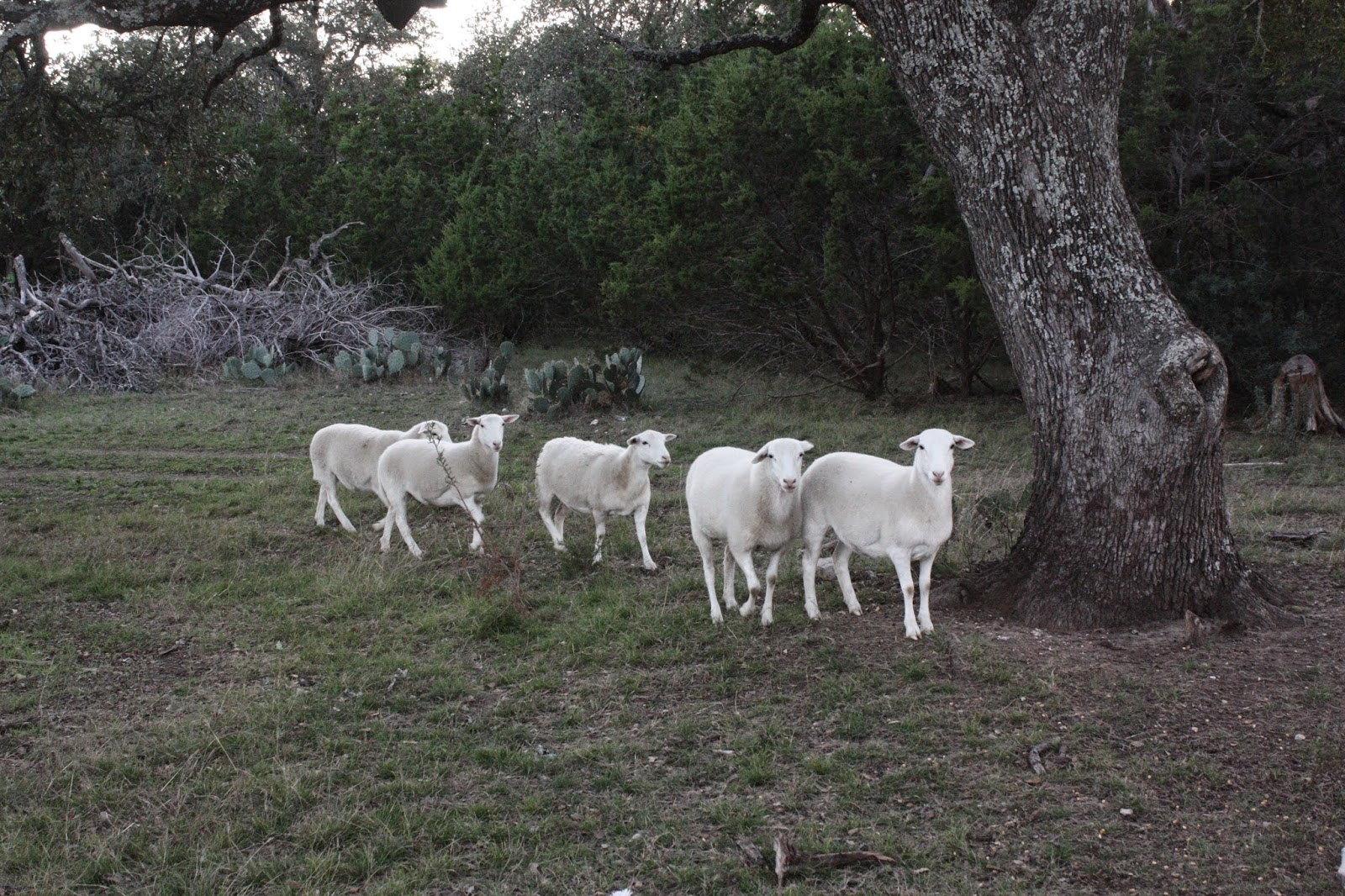 Central Texas All Natural Grass-Fed Lamb: Rams, Commercial Ewe Lambs ...