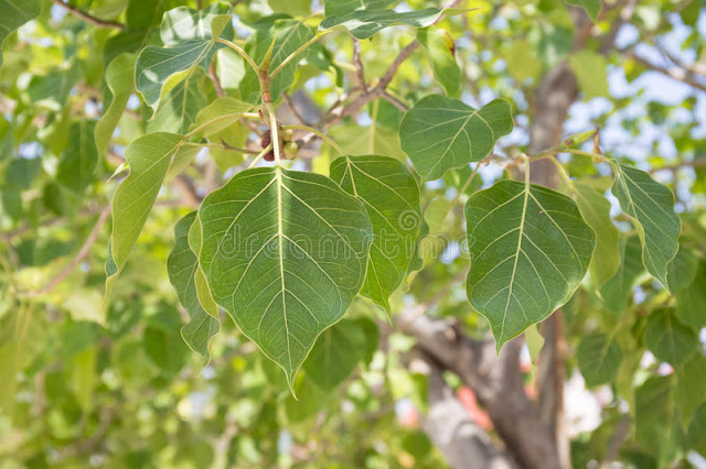 Peepal Tree or Pipal tree