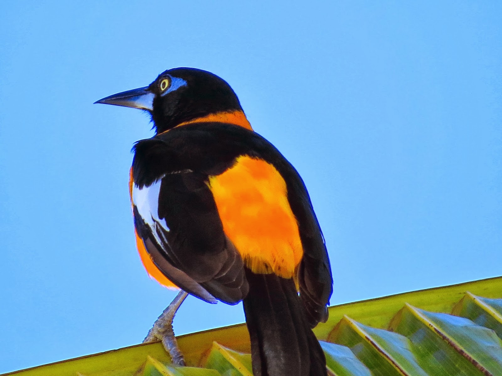 AVES DE VENEZUELA Y EL MUNDO pedro romero ramos: Turpial. (Icterus ...