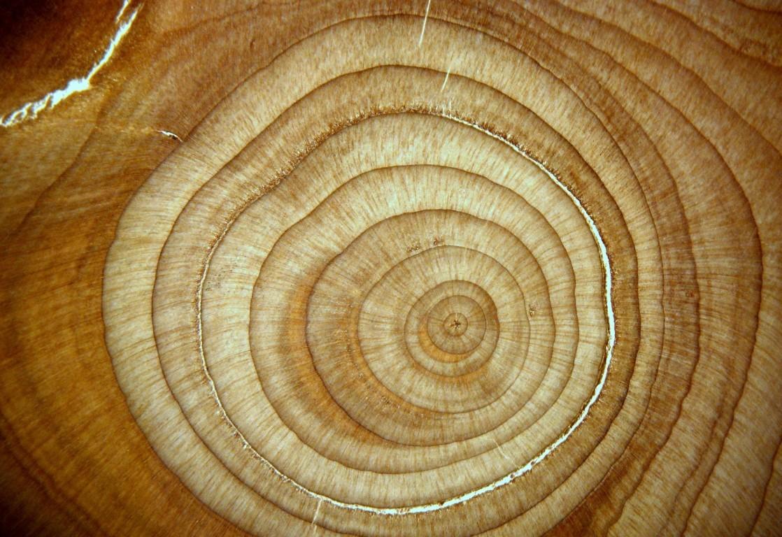 Datación por Dendrocronología | Quimiometría