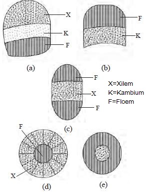 Struktur Dan Fungsi Batang Dikotil - Semua Ada