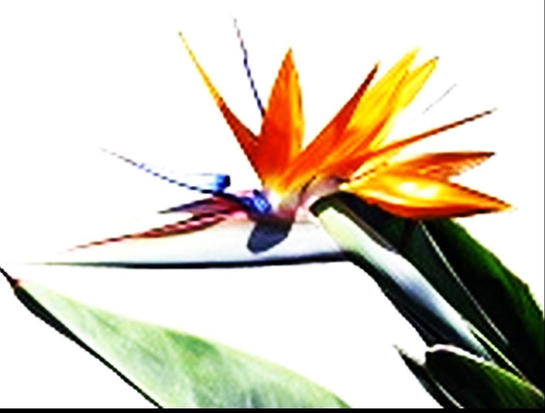 BNT.NJ: Floricultura - cultivarea florilor