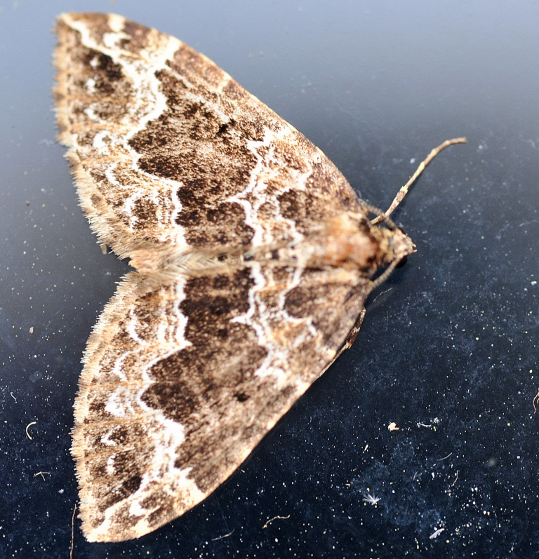 Little Hadham Birding: April moths