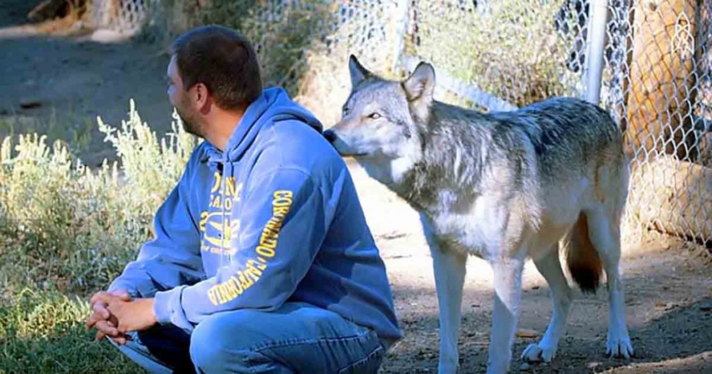 A Wolf Sneaks Up Behind A Man. Watch What Happens When He Turns Around ...