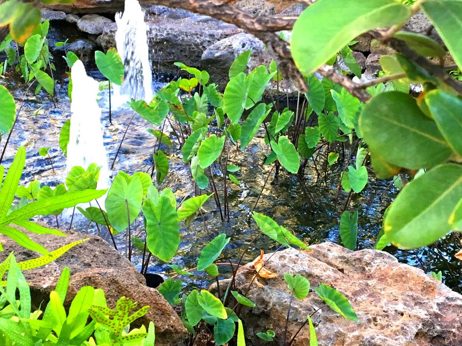 Aloha from Hawaii: The Sacred, Life sustaining Hawaiian plant ancestor ...
