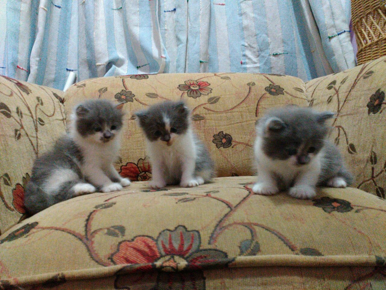 Pecinta kucing: Pengalaman Pertama Adopsi Kucing Persia