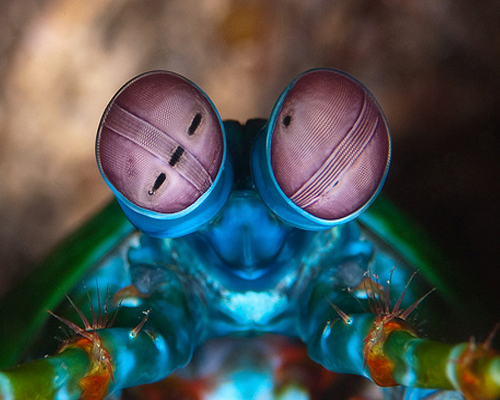 La gamba pistolera, su increíble munición de burbujas por colapso y el ...
