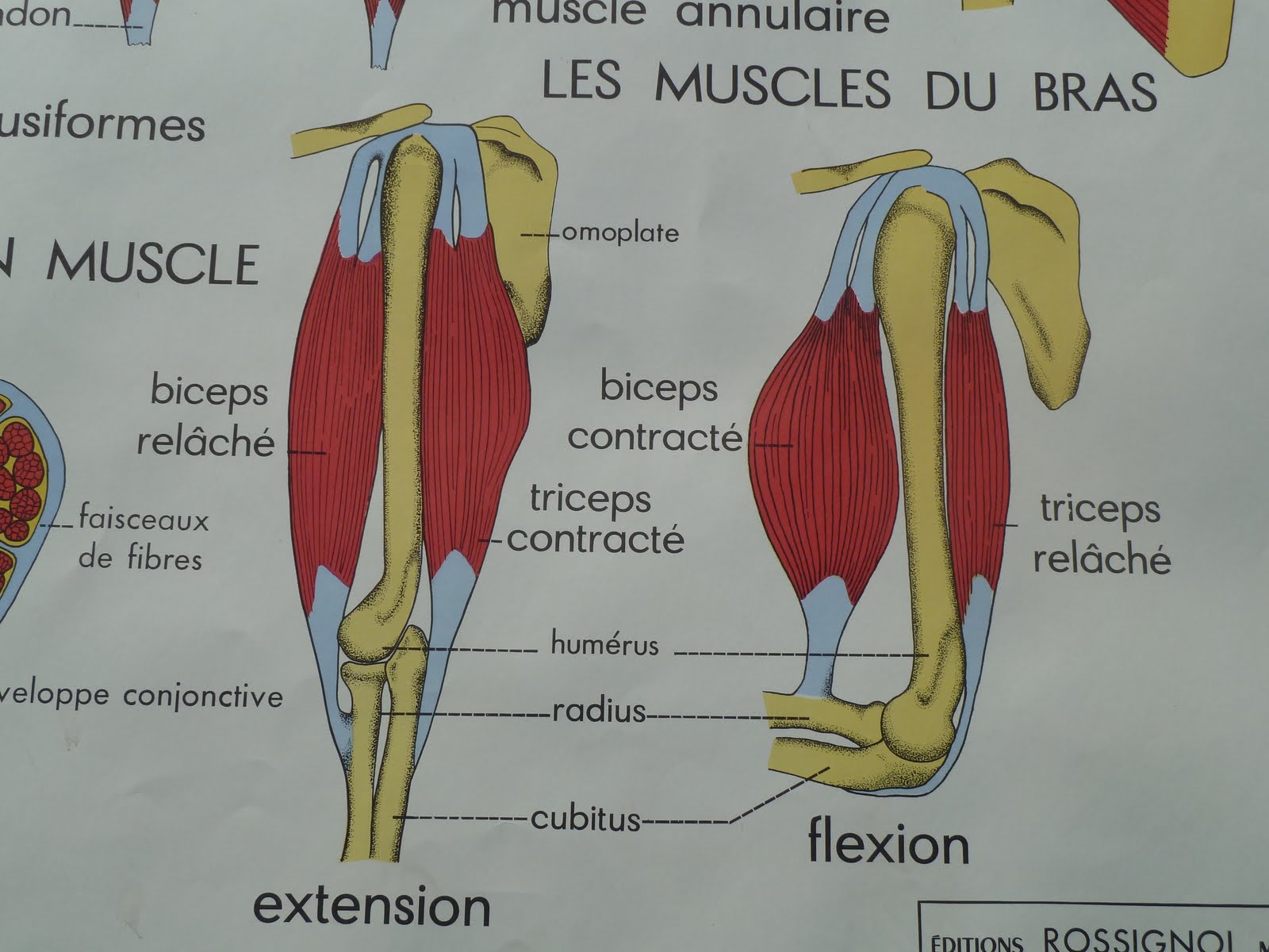 Ecole FMR 1000 Affiches scolaires: Systeme musculaire Affiche scolaire ...