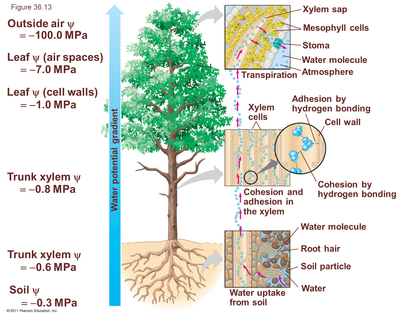 Botany Project: Tree of Water Potential