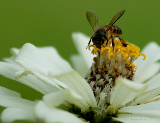 Davao Pictures | Davao Photos - POTOGRAPIYA DABAW