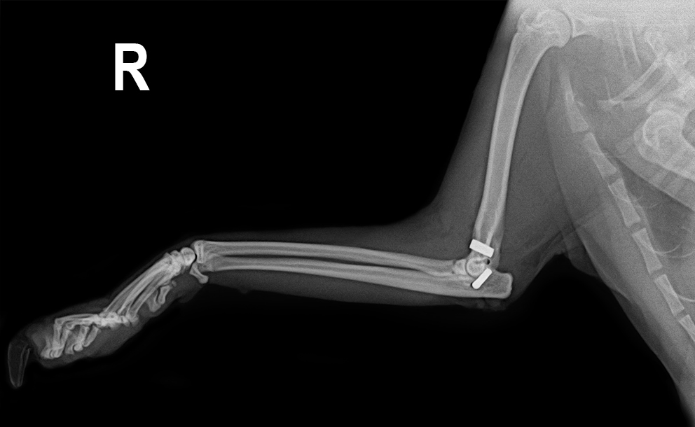 ARTROVET: Luxación de codo en gato