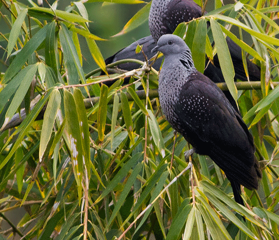 Dibyendu Ash | GoingWild | www.goingwild.in: Birding at Pangolakha ...