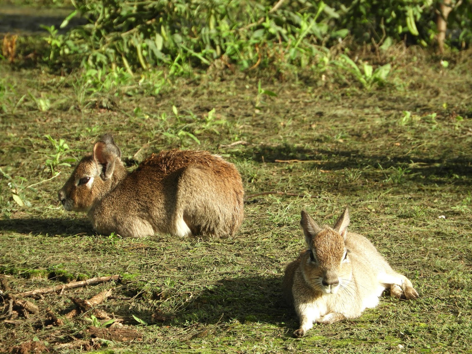 Reserva Natural Formosa: Ambientes, Flora y fauna