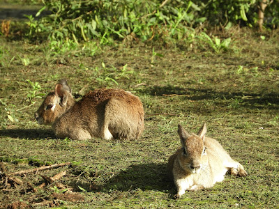Reserva Natural Formosa: Ambientes, Flora y fauna