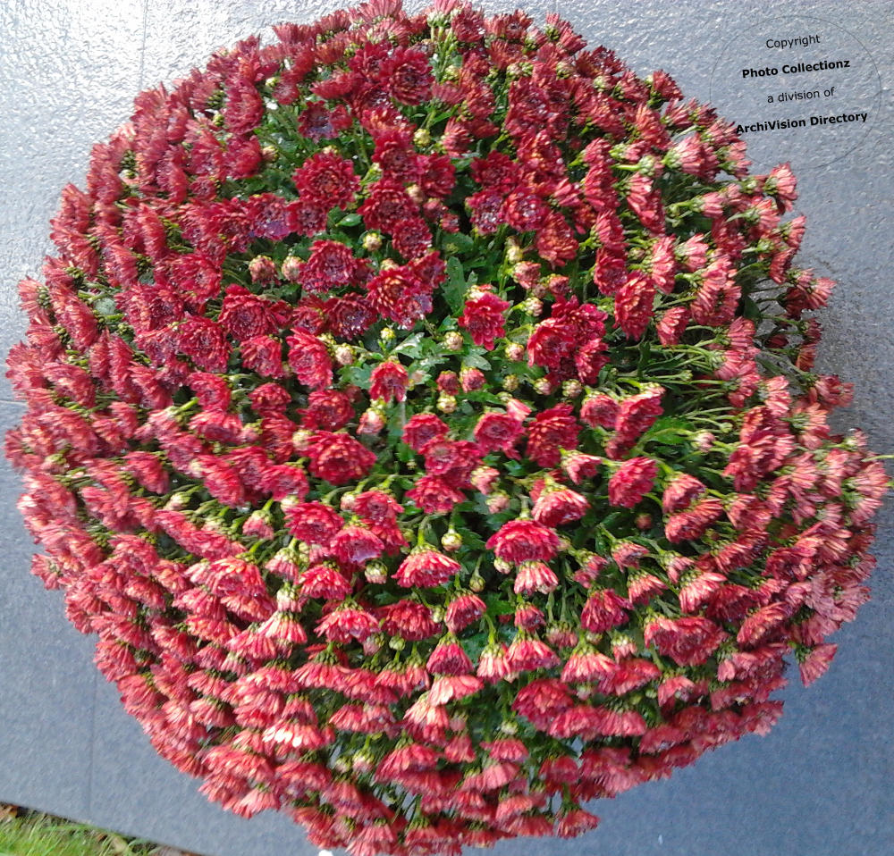 Chrysanten - Crysanten foto's