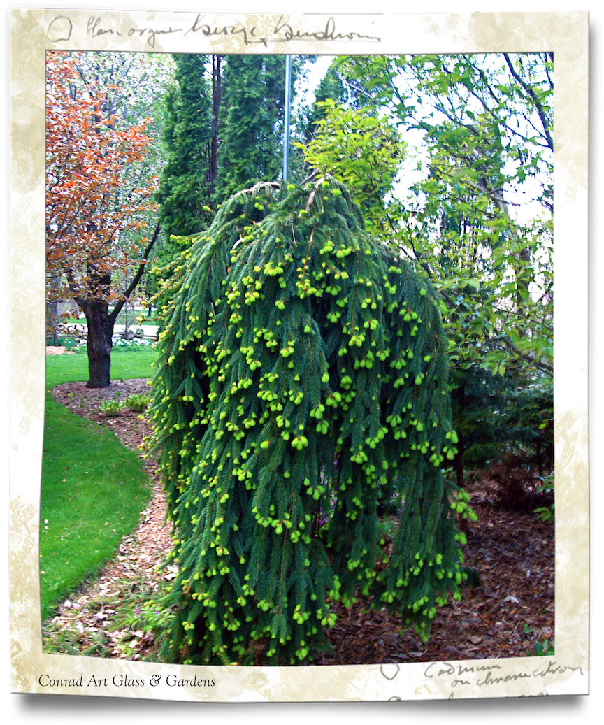 Conrad Art Glass & Gardens: Conifers at Oak Lawn (Post 4)... picking ...