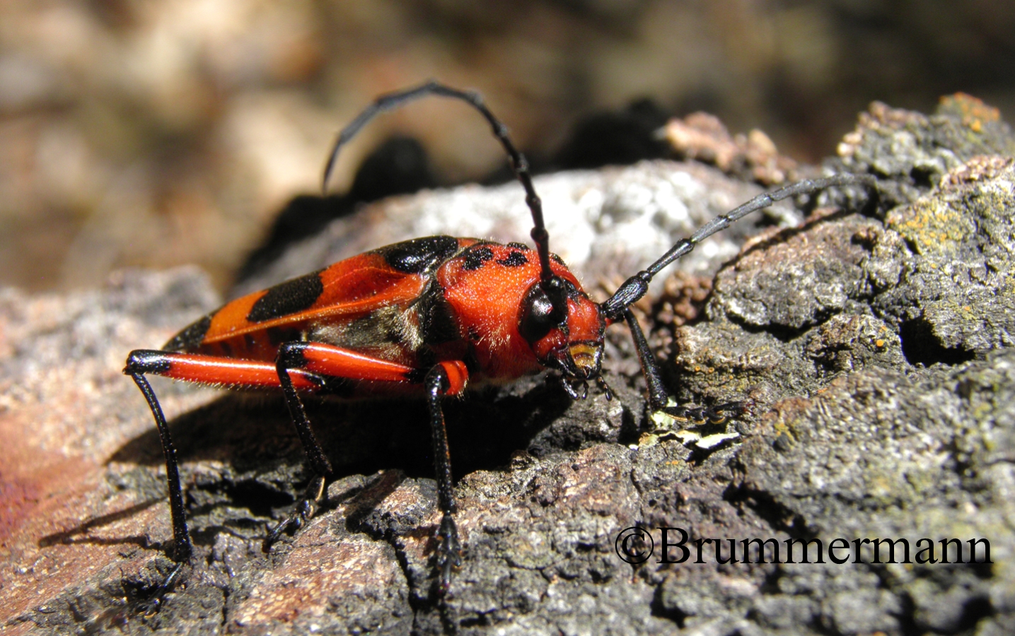 Arizona: Beetles, Bugs, Birds and more: A magnificent Longhorn Beetle