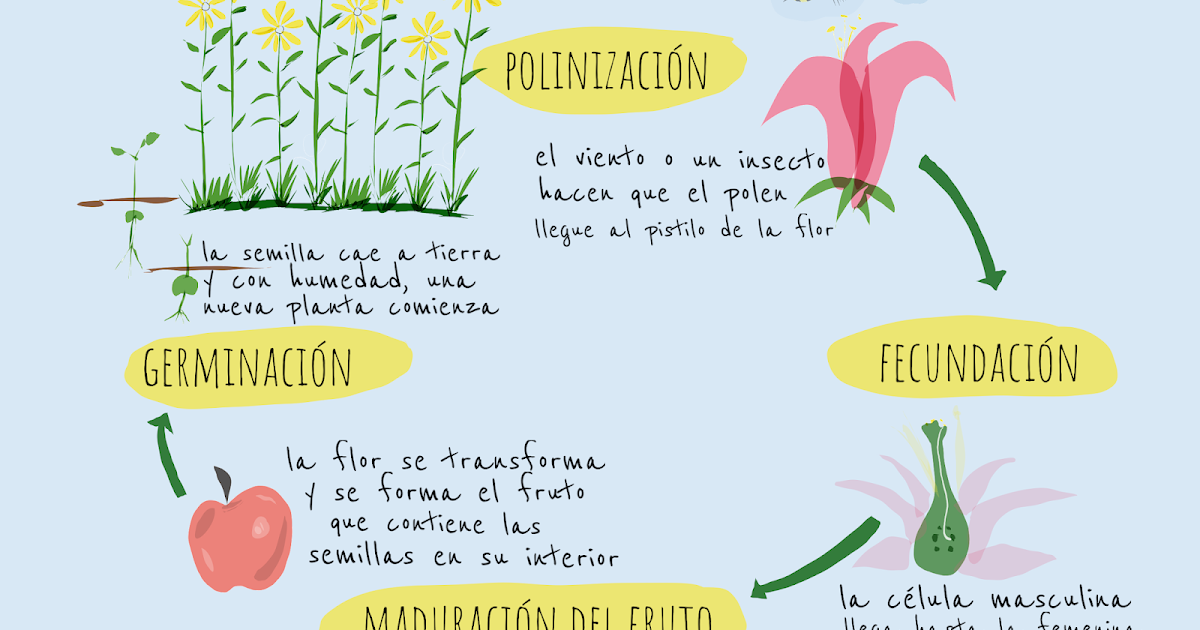 Aulas Hospitalarias: Las plantas se reproducen