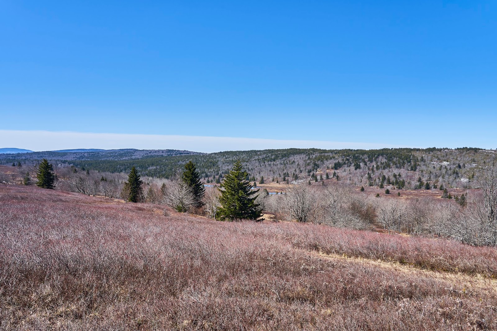 Dolly Sods spring | Backcountry Post