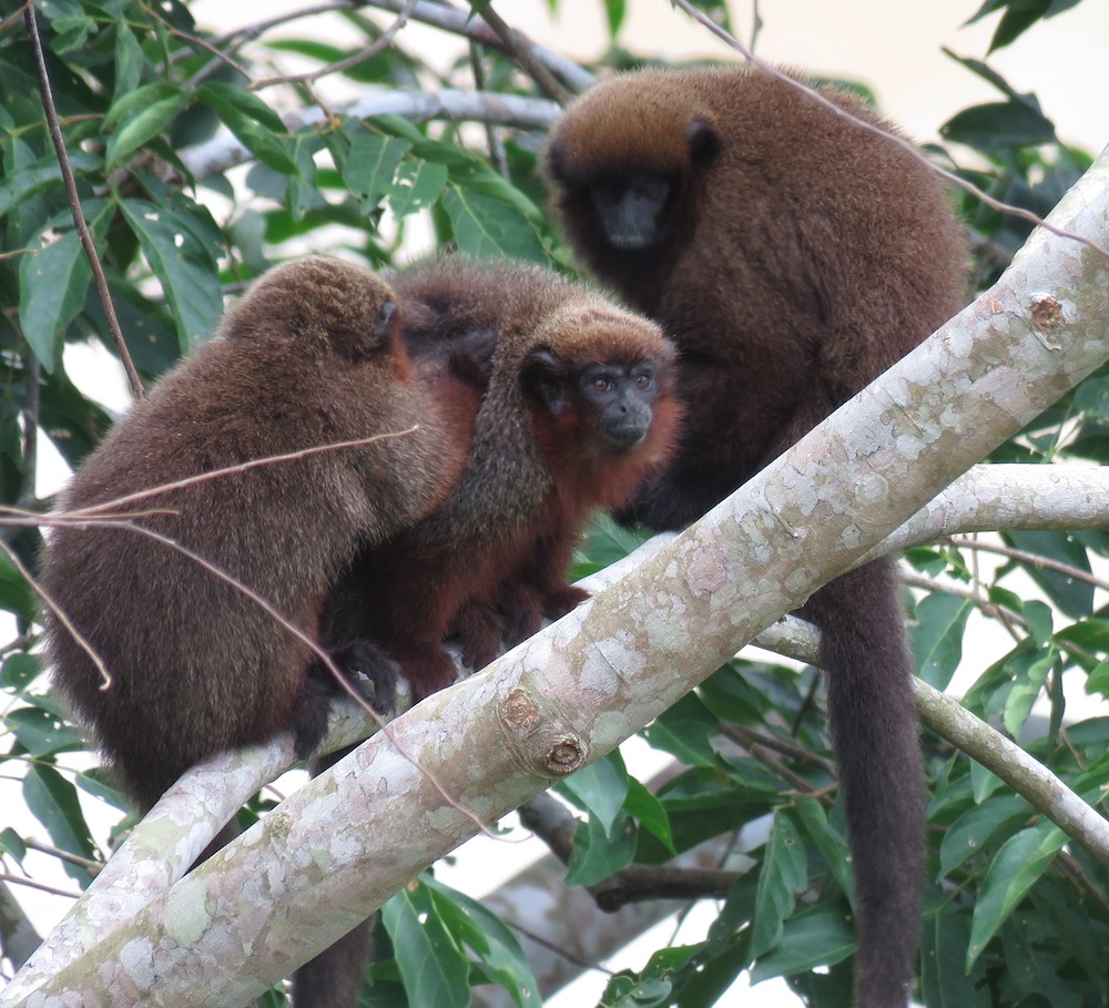 Birdernaturalist: 2019 In Review – October in Peru, Oregon, and Washington