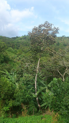 Diario de un naturalista aficionado: 5 de julio:Por las montañas de Las ...