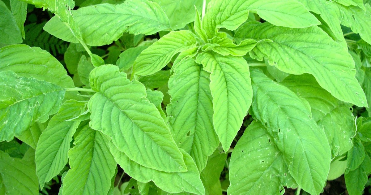 KILIMO BORA CHA MCHICHA KIBIASHARA - NORTAN