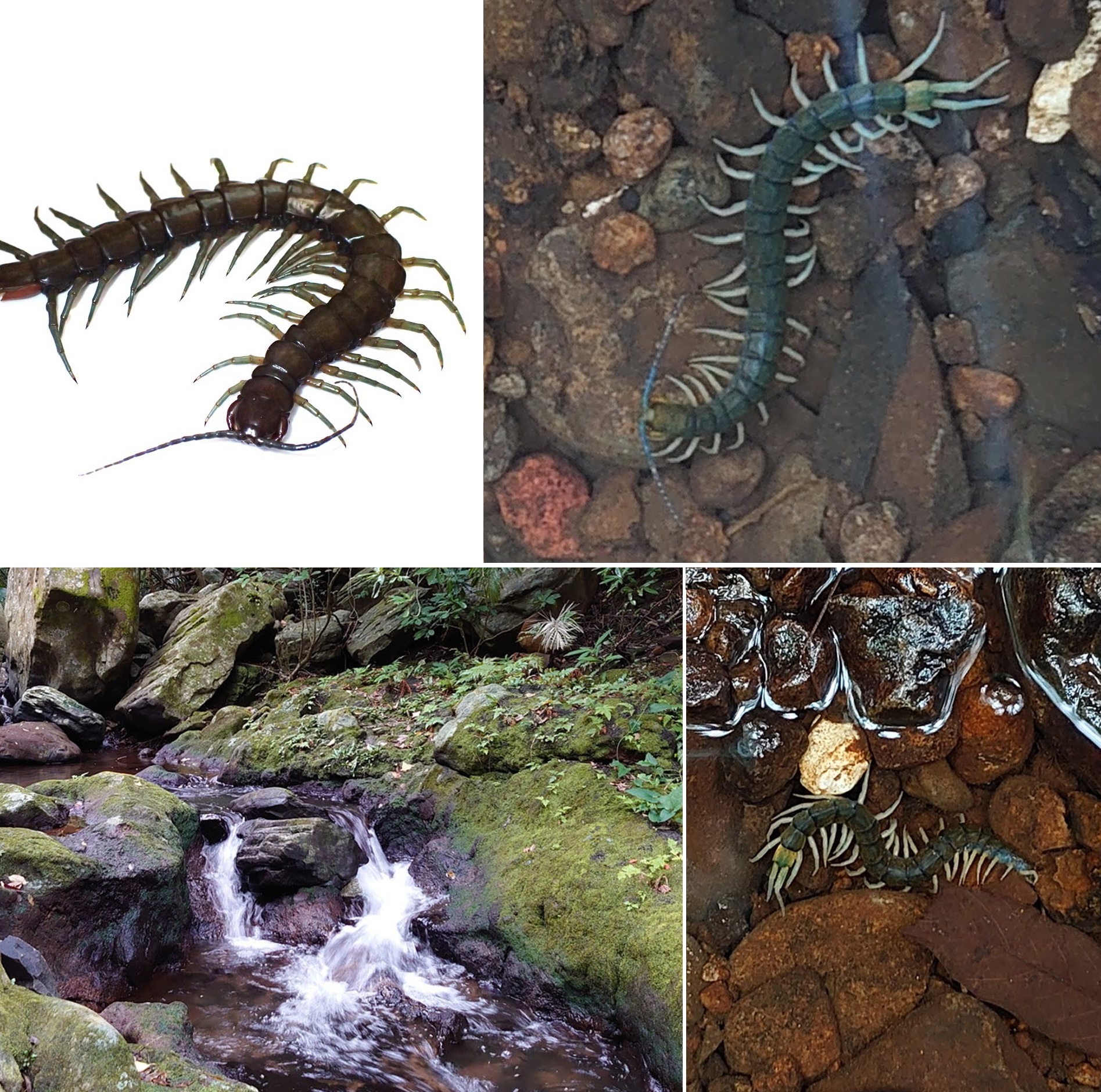 Species New to Science: [Chilopoda • 2021] Scolopendra alcyona • A New ...